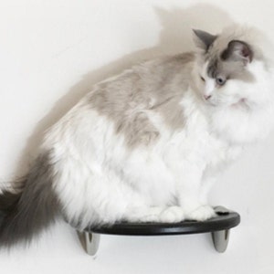 Floating Cat Wall Shelf 12x9 Semi Round Modern - Etsy
