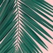 Palm Leaf Poster, Tropical Leaf Poster, Leaf Print, Printable Art, Palm ...