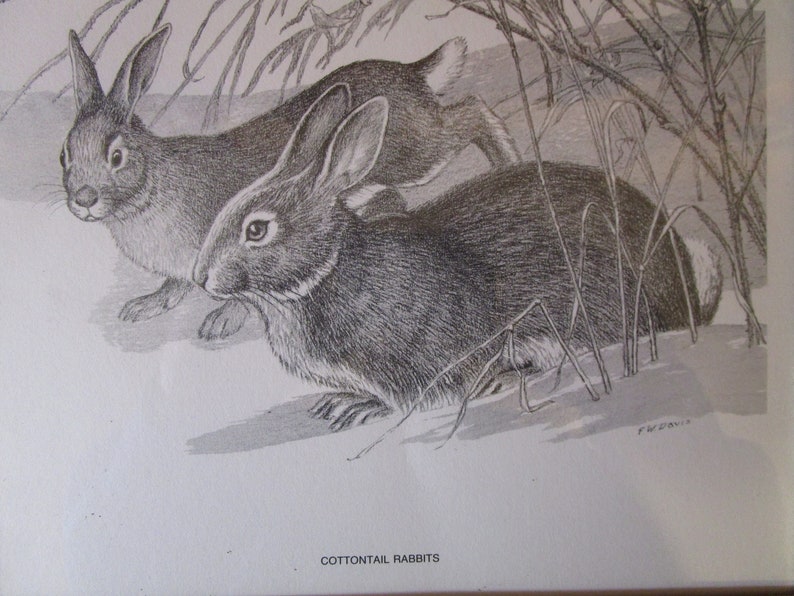 Vintage Framed COTTONTAIL RABBITS Pencil Sketch Print Signed - Etsy