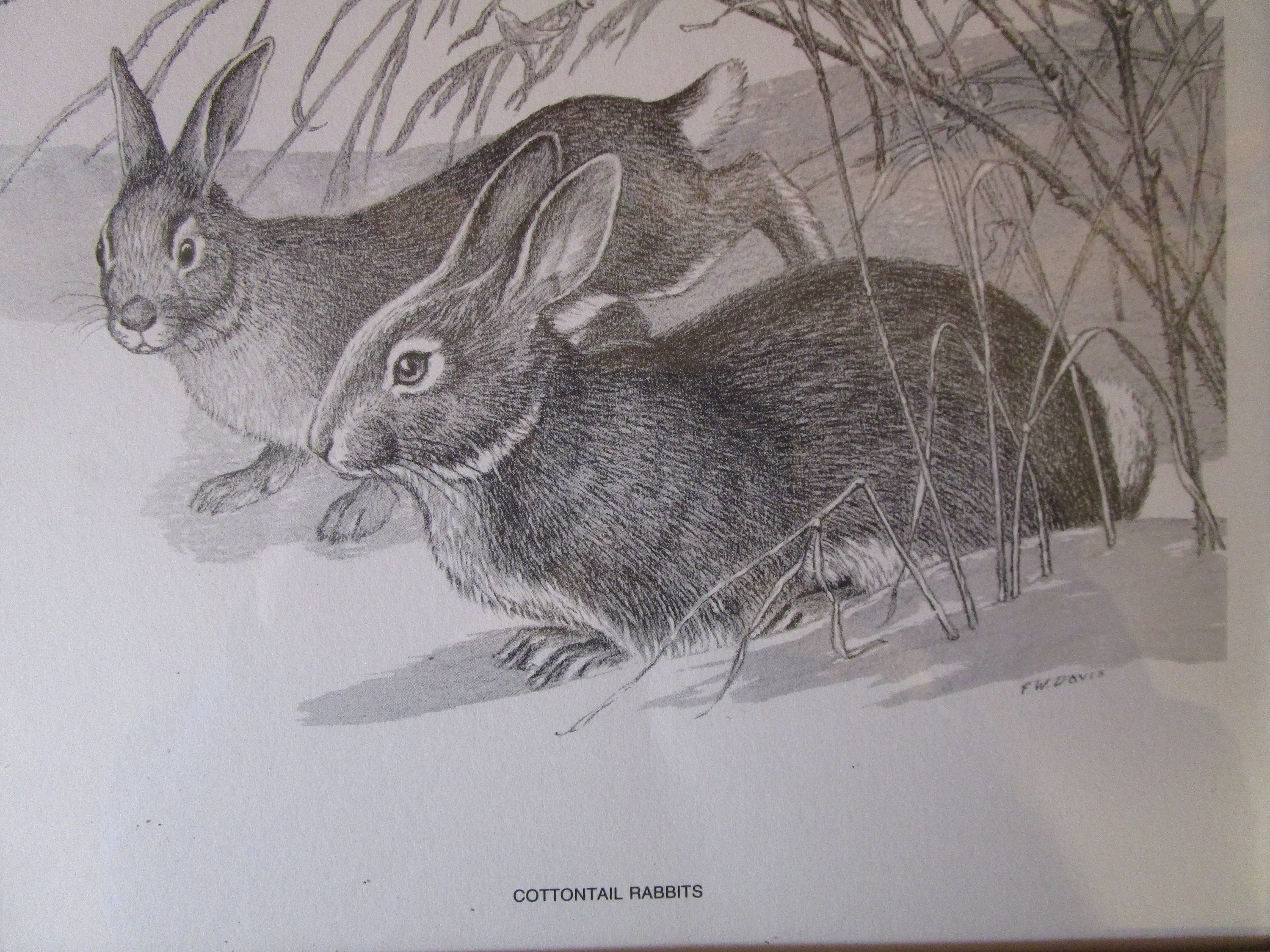 Vintage Framed COTTONTAIL RABBITS Pencil Sketch Print Signed - Etsy