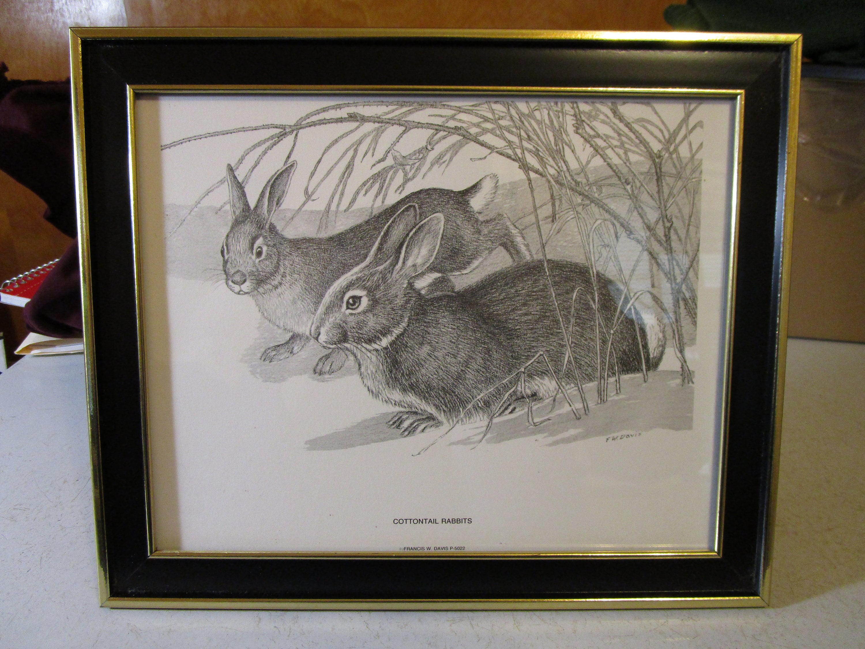 Vintage Framed COTTONTAIL RABBITS Pencil Sketch Print Signed - Etsy