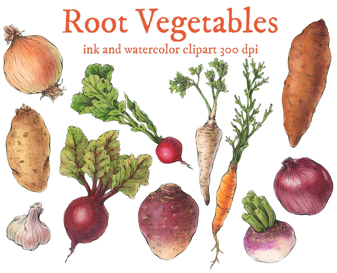Root Vegetables // Watercolor Clip Art // Hand Painted // 300dpi High ...