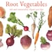 Digital Download- Root Vegetables // Watercolor Clip Art // Hand ...