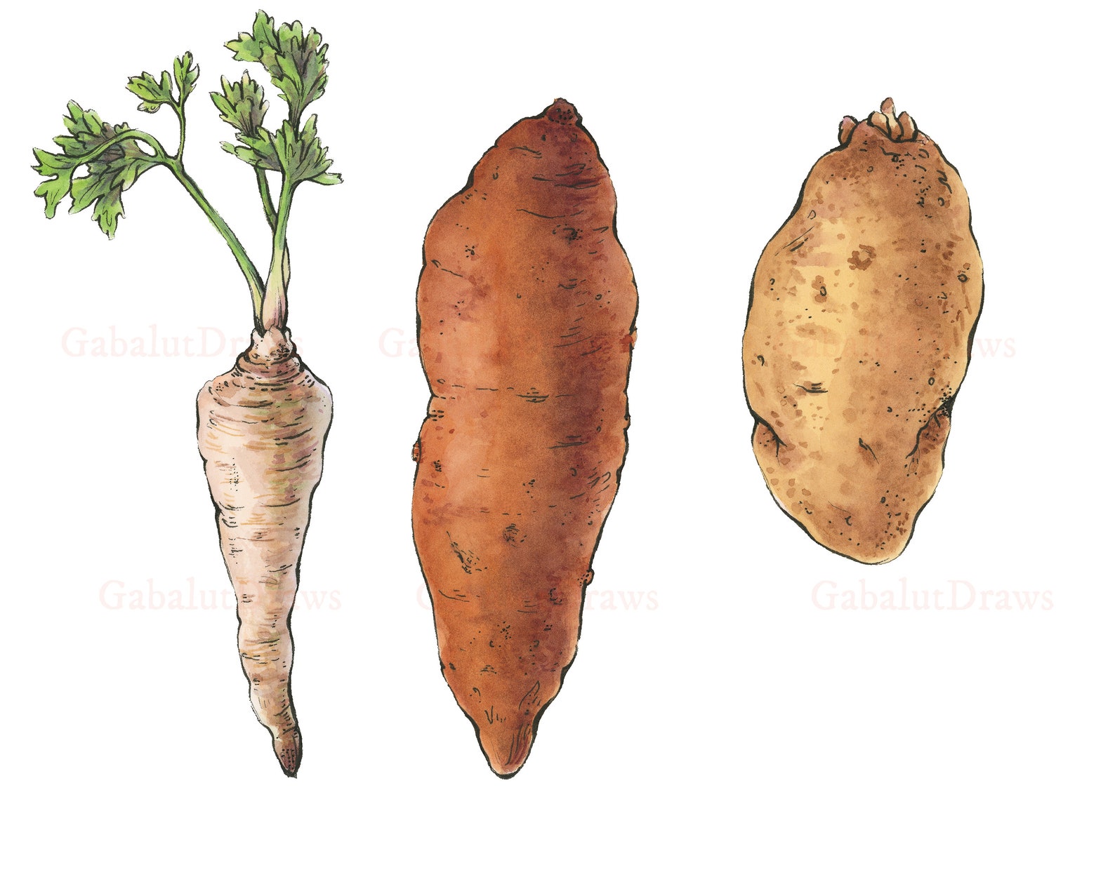 Digital Download- Root Vegetables // Watercolor Clip Art // Hand ...