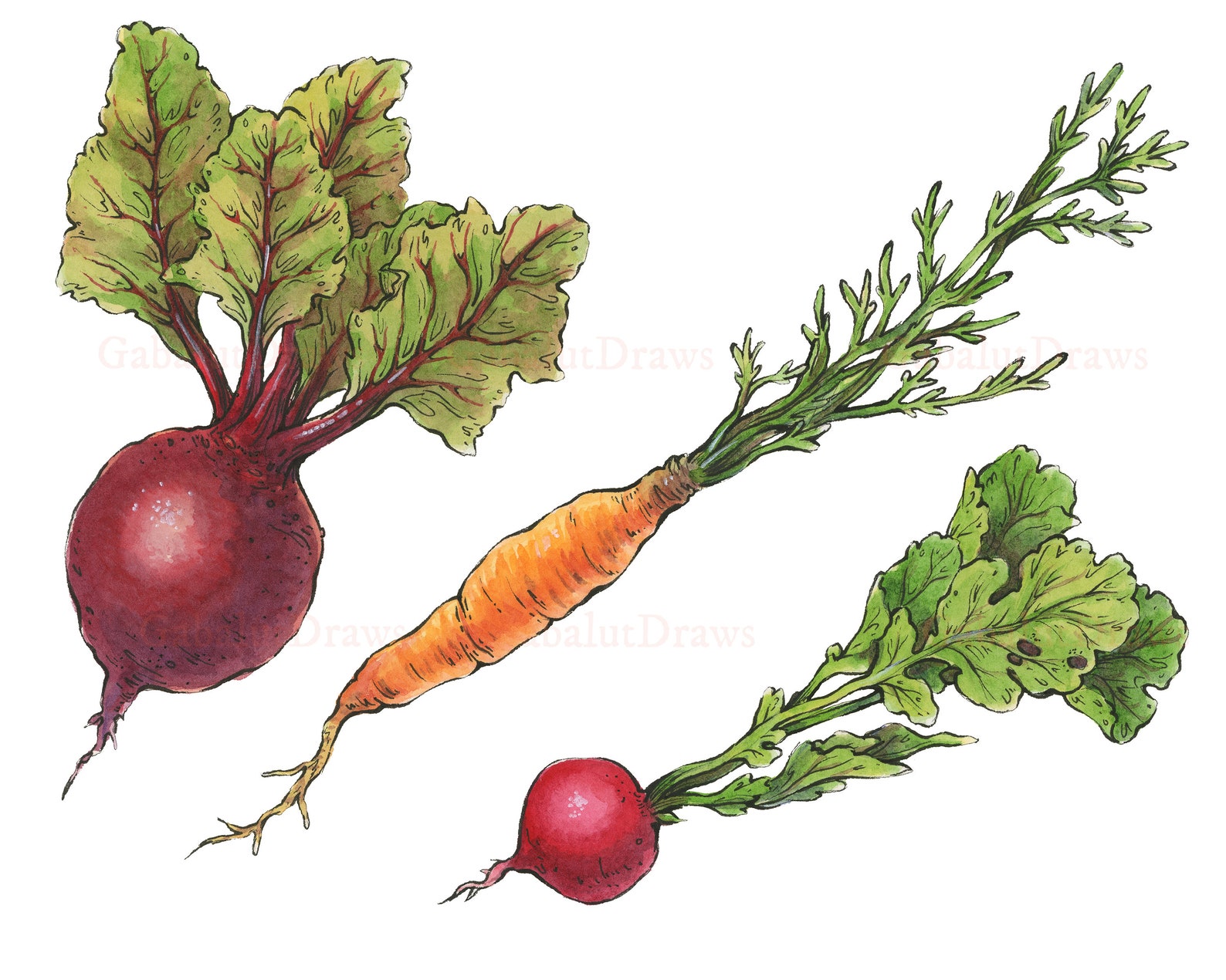 Digital Download- Root Vegetables // Watercolor Clip Art // Hand ...