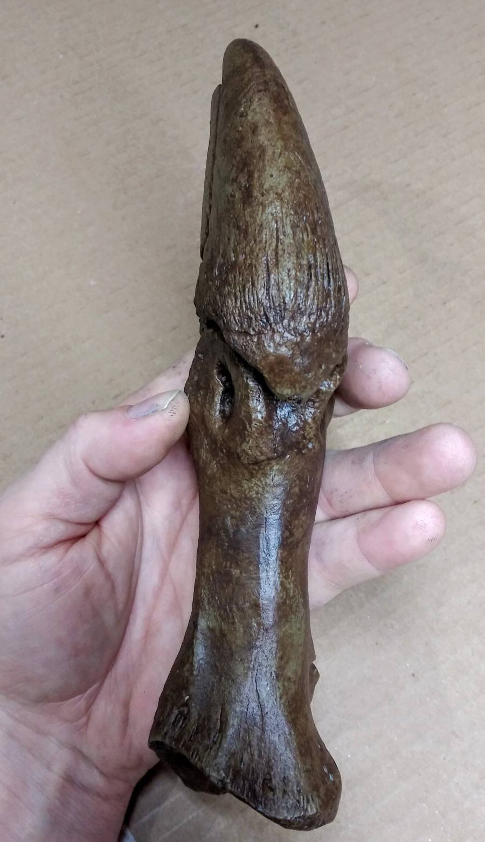 Allosaurus Claw - Etsy