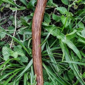 Yoda's Cane Gimer Stick - Etsy