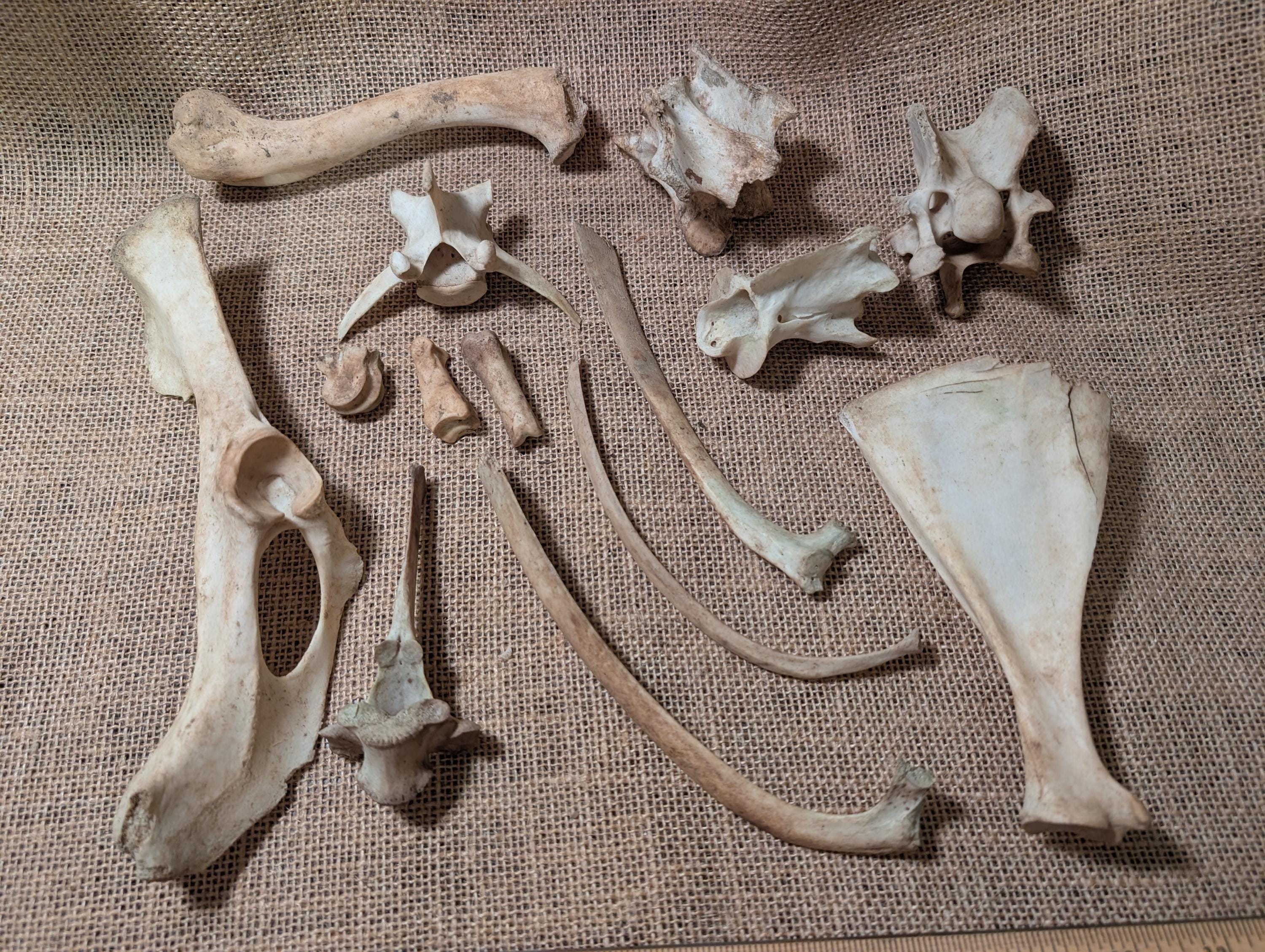 Various Foraged, Nature Cleaned Deer Bones - 14 Bone Lot - Etsy