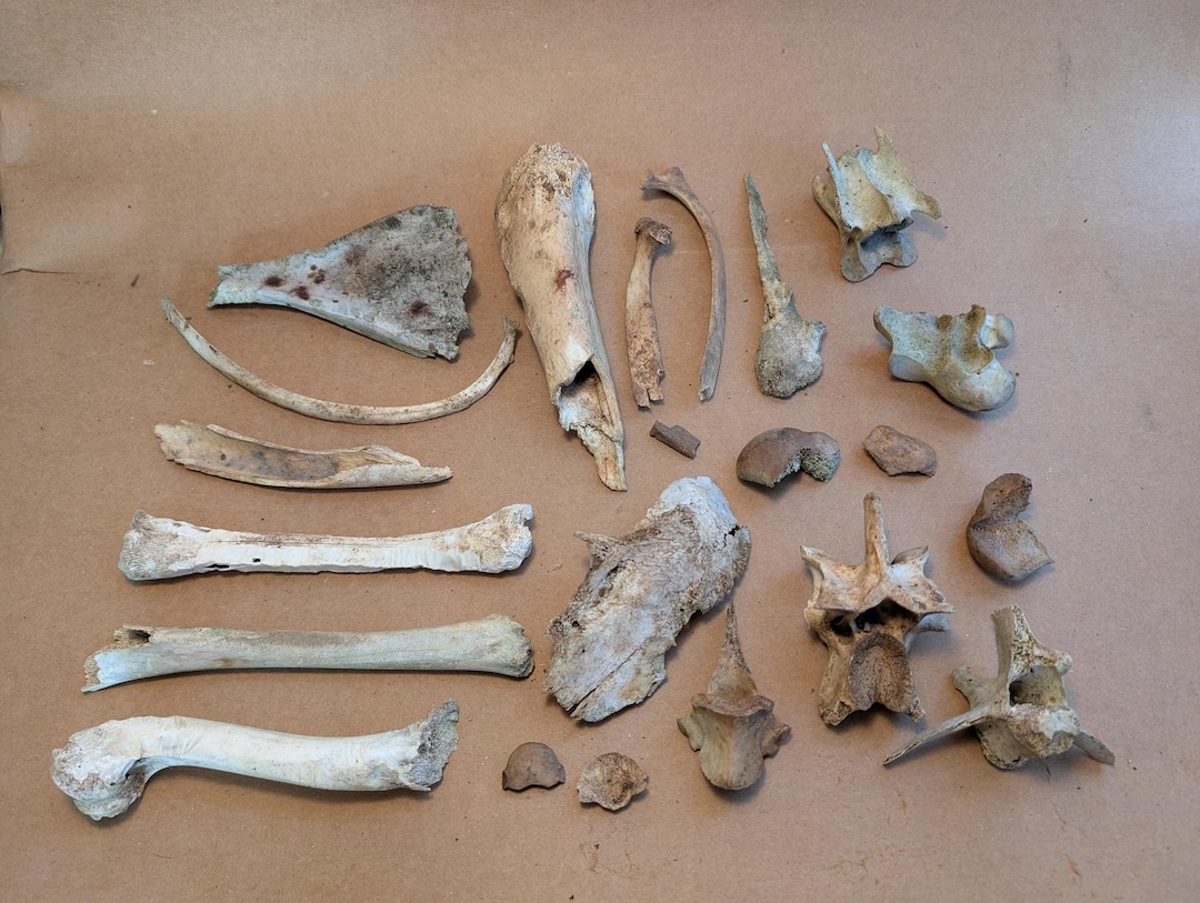 Foraged, Nature Cleaned *heavy Natural Damage* Deer Leg Bones Vertebrae ...