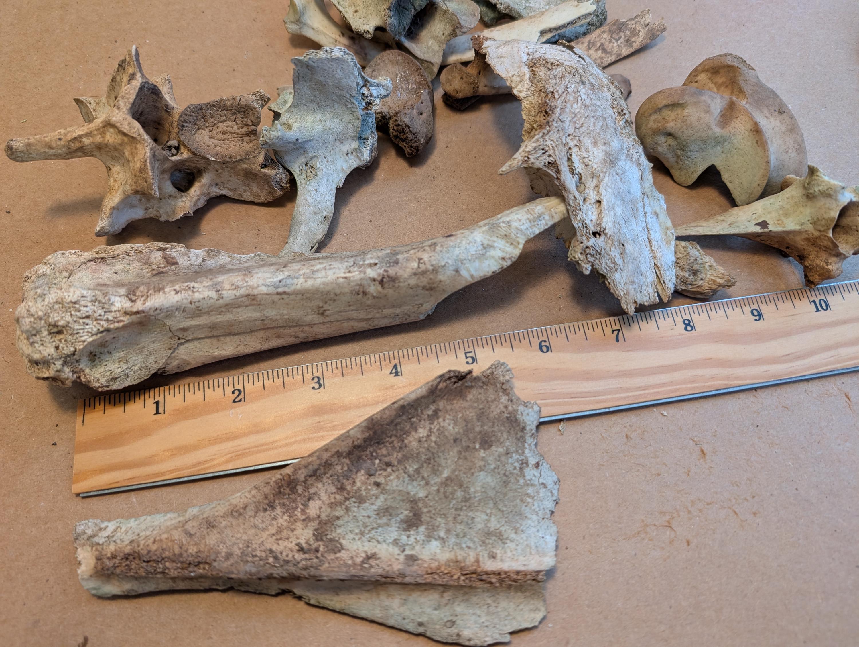 Foraged, Nature Cleaned *heavy Natural Damage* Deer Leg Bones Vertebrae ...