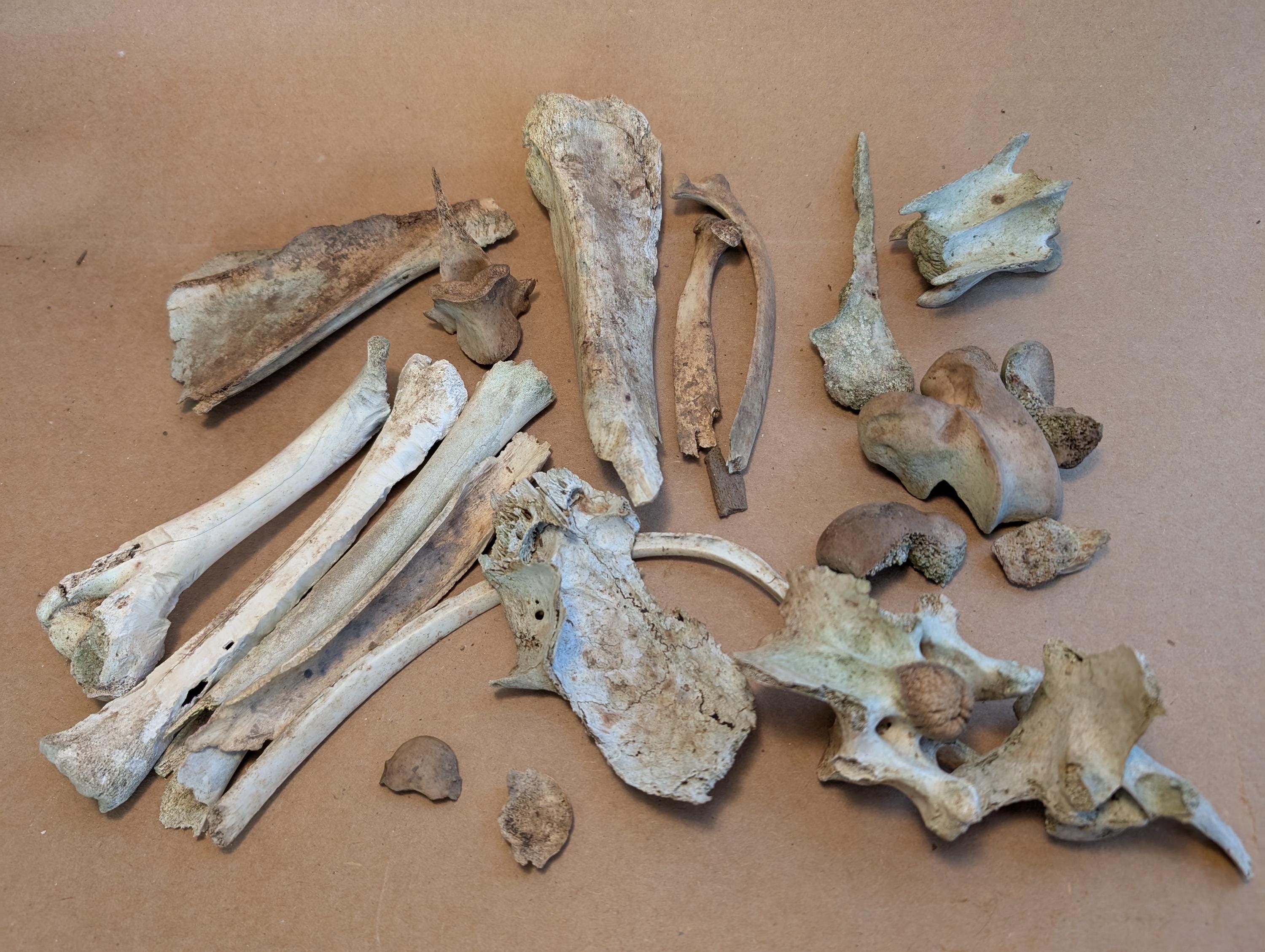 Foraged, Nature Cleaned *heavy Natural Damage* Deer Leg Bones Vertebrae ...