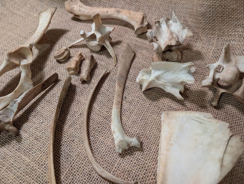 Various Foraged, Nature Cleaned Deer Bones - 14 Bone Lot - Etsy