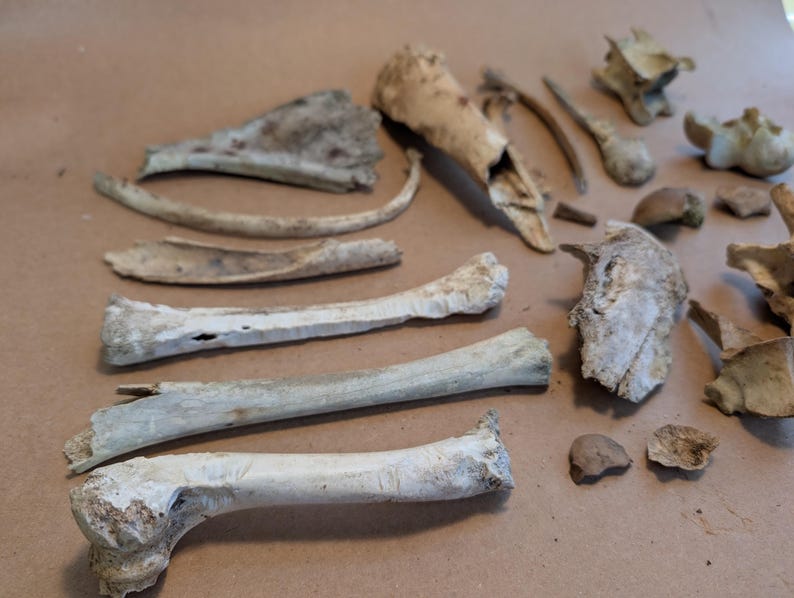Foraged, Nature Cleaned *heavy Natural Damage* Deer Leg Bones Vertebrae ...