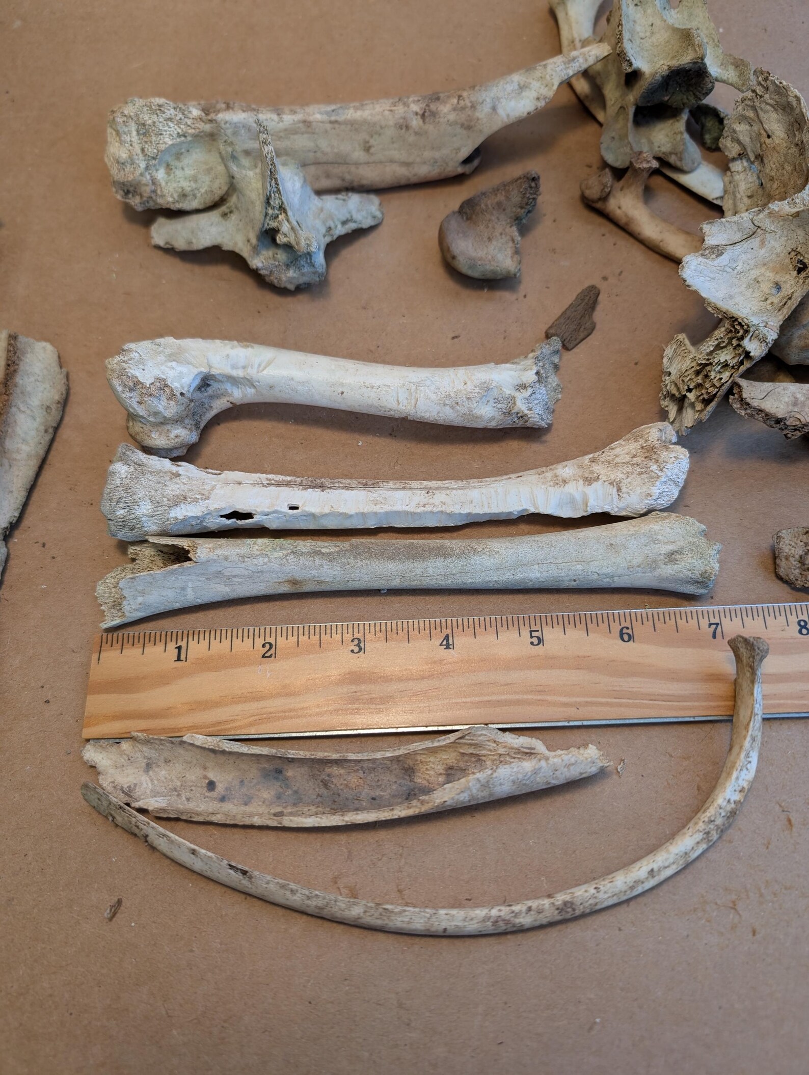 Foraged, Nature Cleaned *heavy Natural Damage* Deer Leg Bones Vertebrae ...