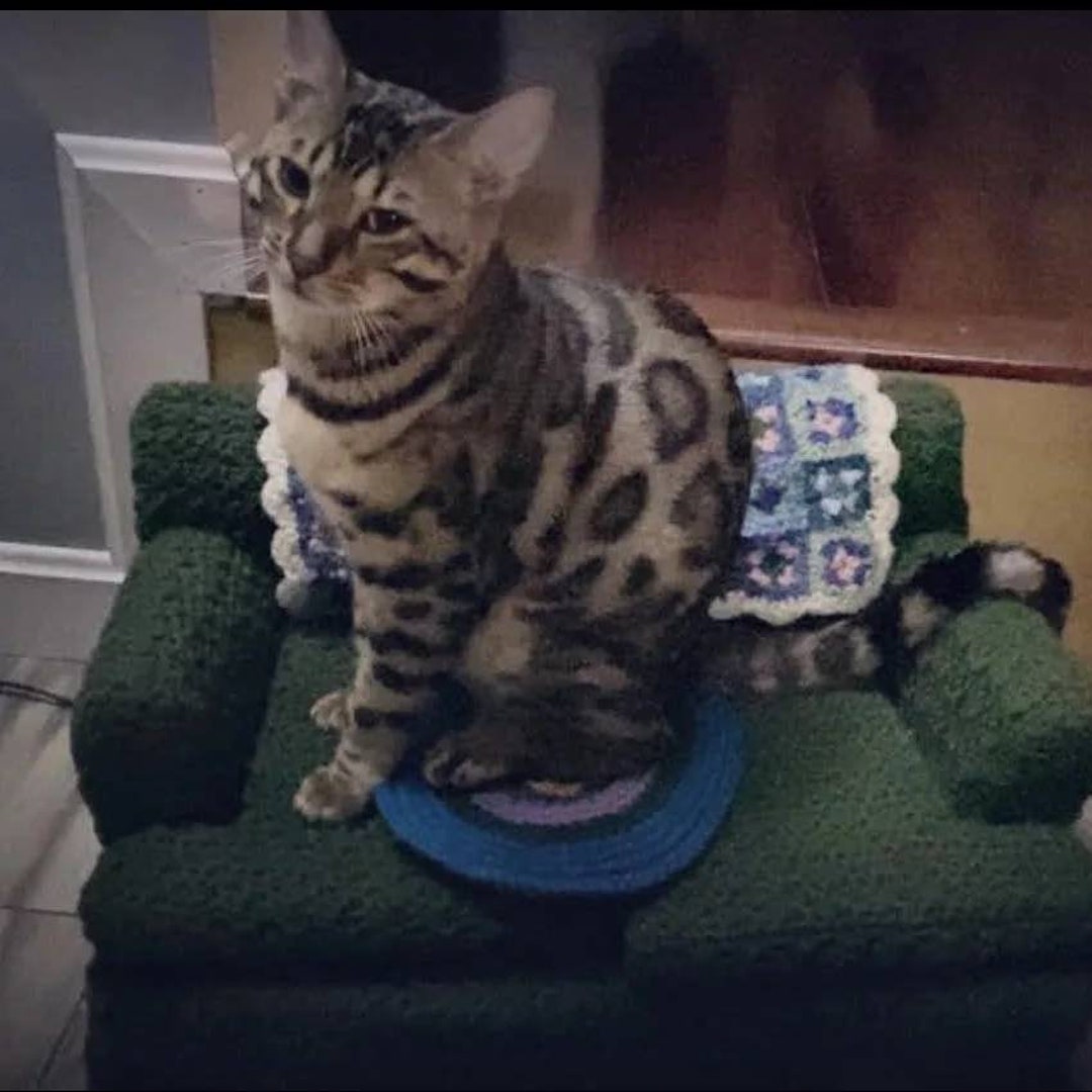 Custom Crochet Cat Couch ~ Kitty Couch - Etsy