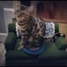 Custom Crochet Cat Couch ~ Kitty Couch - Etsy