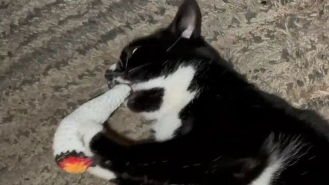 Catnip 'joint' Cat Toy - Etsy