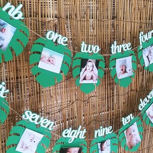 12 Month Photo Banner 1st Birthday Tropical Banner Set Newborn Twelve ...
