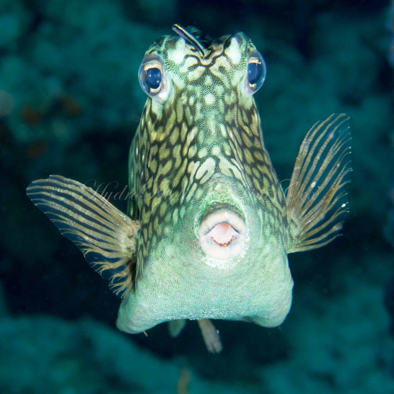 Cowfish - Etsy