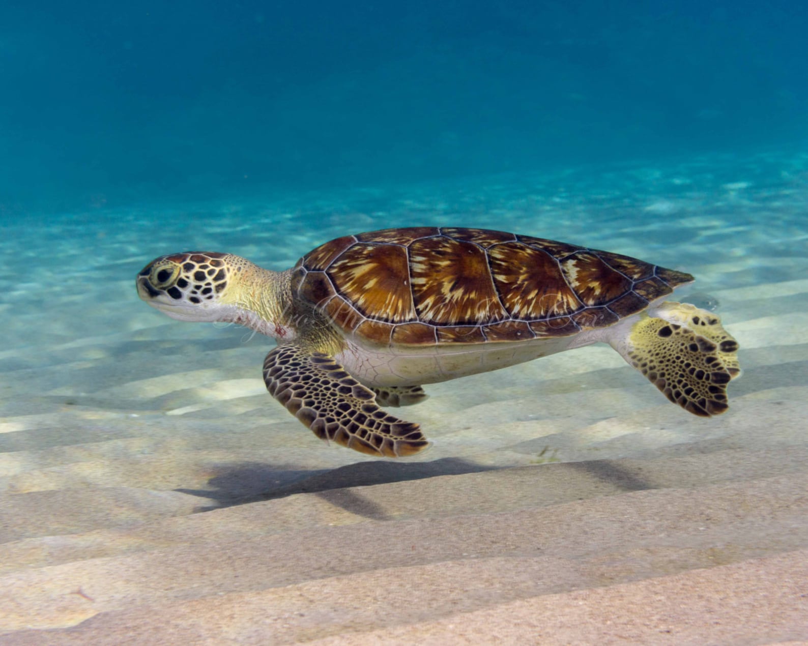 Caribbean Sea Turtle -- Photographic Paper Print -- Underwater ...