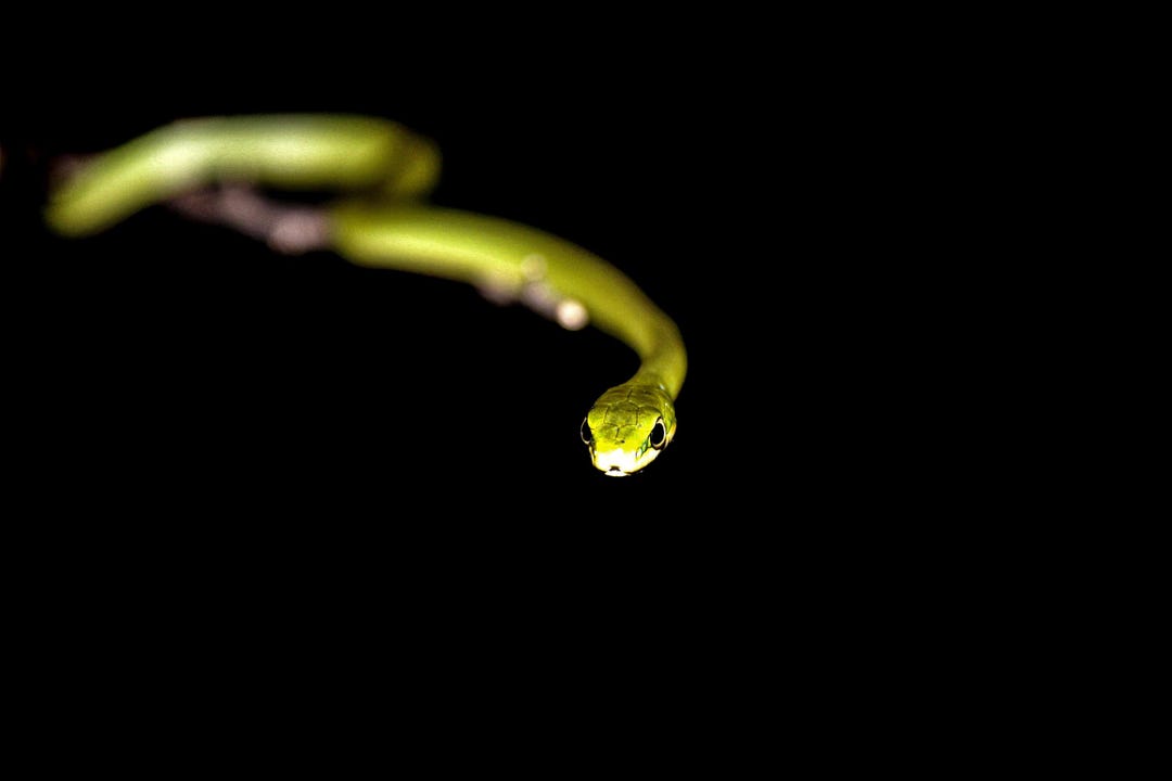 Rough Green Snake Portrait on Black Background, Professional Wildlife ...