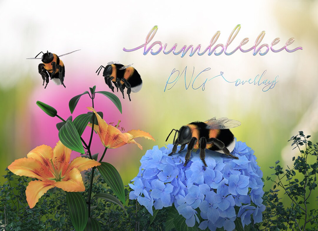 Bumblebee PNG Digital Overlays on Transparent Backgroud, Clip Art, High ...