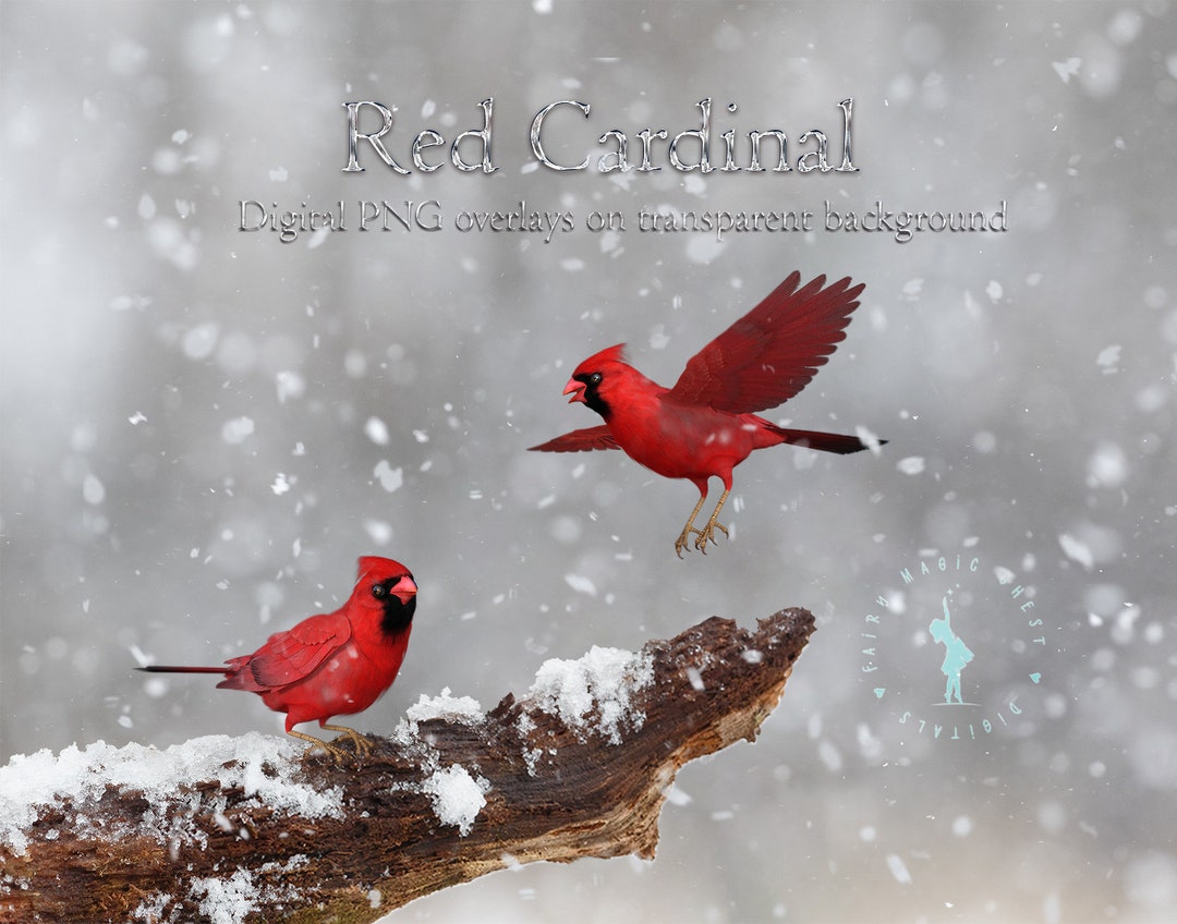Red Cardinal Png Overlay, Winter Bird Clip Art, Christmas Bird Overlays ...