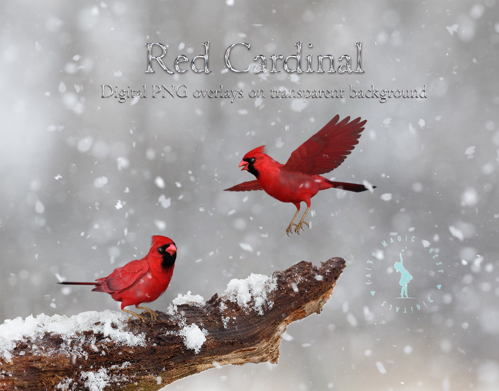 Red Cardinal Png Overlay Winter Bird Clip Art Christmas Bird - Etsy