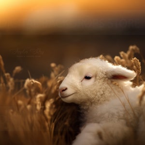 Lamb Digital Backdrop for Photography. Sweet Sheep Easter Composite ...