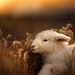 Lamb Digital Backdrop for Photography. Sweet Sheep Easter Composite ...