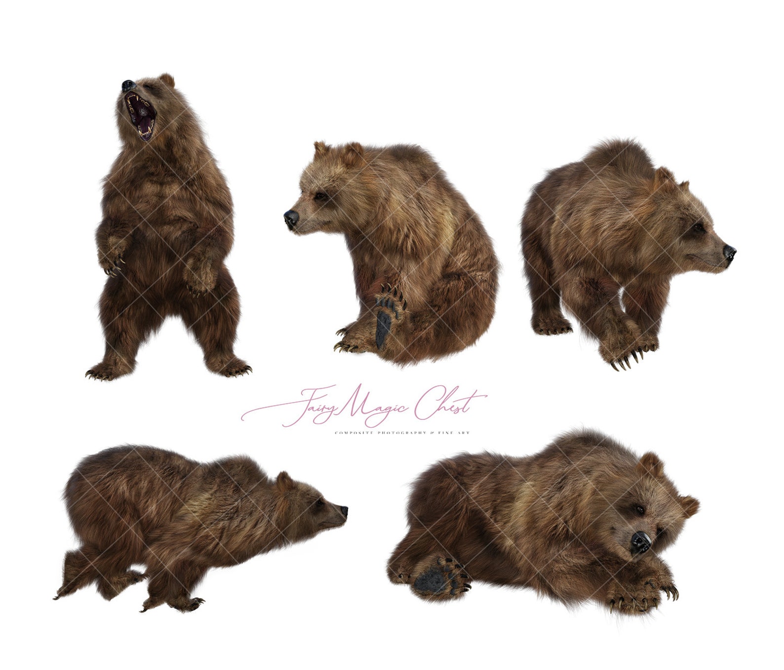 Brown Bear PNG Overlay, Separated Png Files on Transparent Background ...