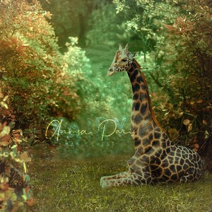 Giraffe Digital Backdrop , Giraffe Digital Background Sitting on a ...