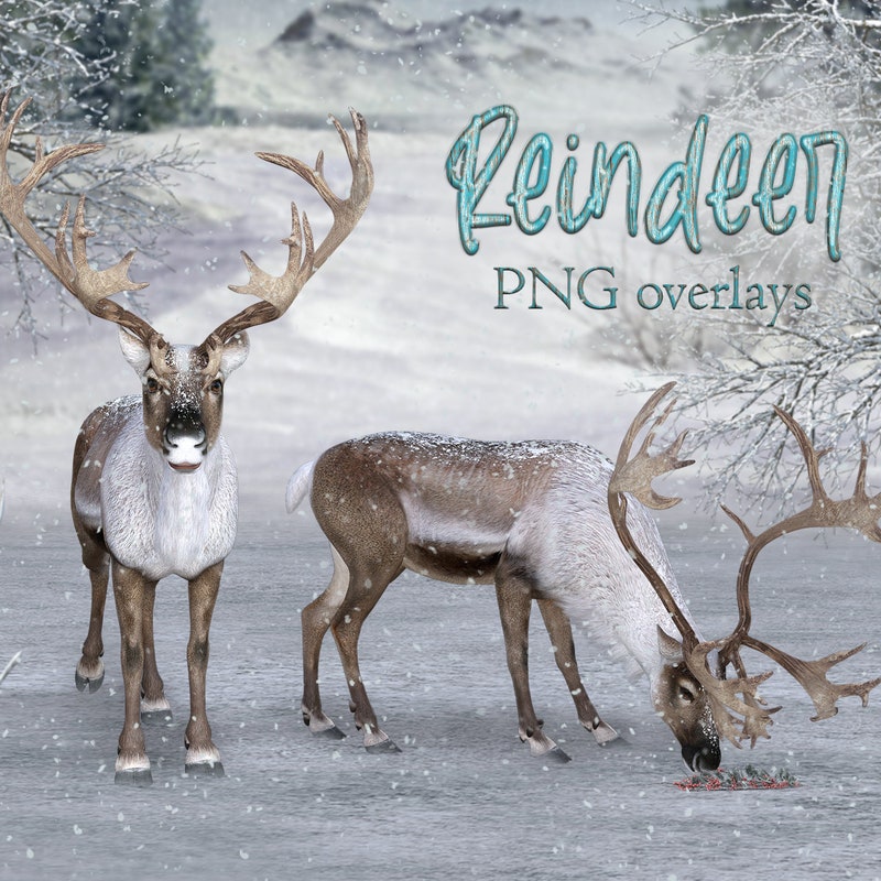 Reindeer Overlay - Etsy