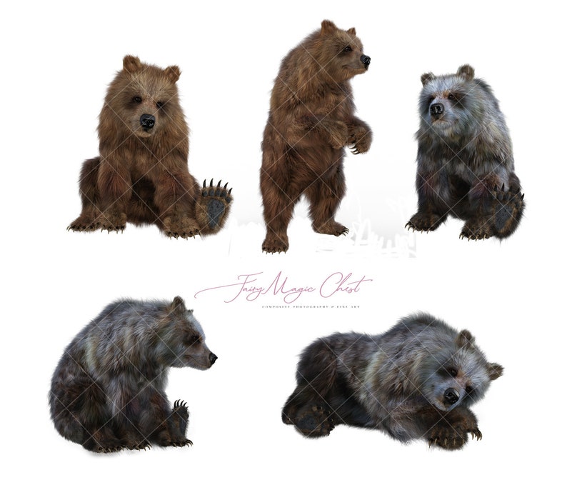 Brown Bear PNG Overlay Separated Png Files on Transparent - Etsy