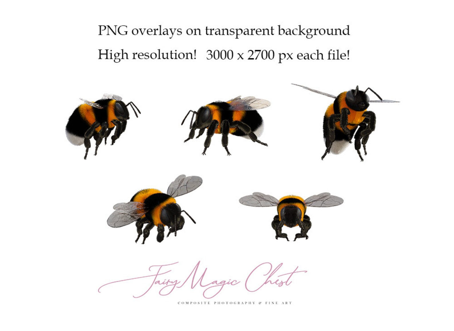 Bumblebee PNG Digital Overlays on Transparent Backgroud, Clip Art, High ...