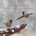 Cardinal Png Overlay, Winter Bird Clipart, Bird Png Overlays on ...