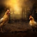 Rustic Digital Backdrop, Hens on the Farm, Chickens, Digital Background ...