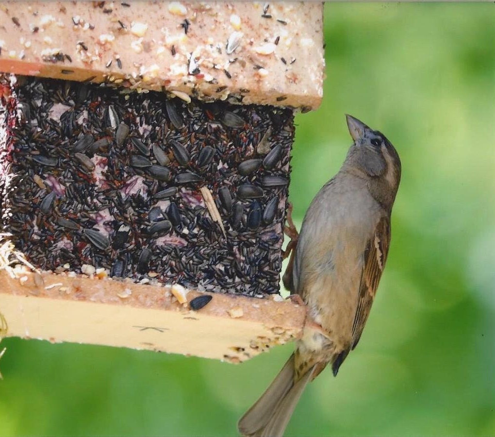 Edible Bird Home, Birdseed Birdhouse, Bird Seed House, Handmade Bird ...