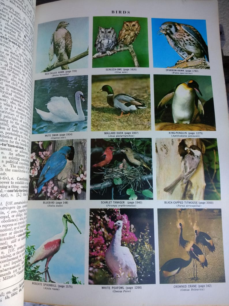 Vintage the New Century Dictionary Deluxe Illustrated Edition Book ...