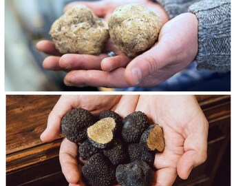 Truffle Mycelium - Etsy