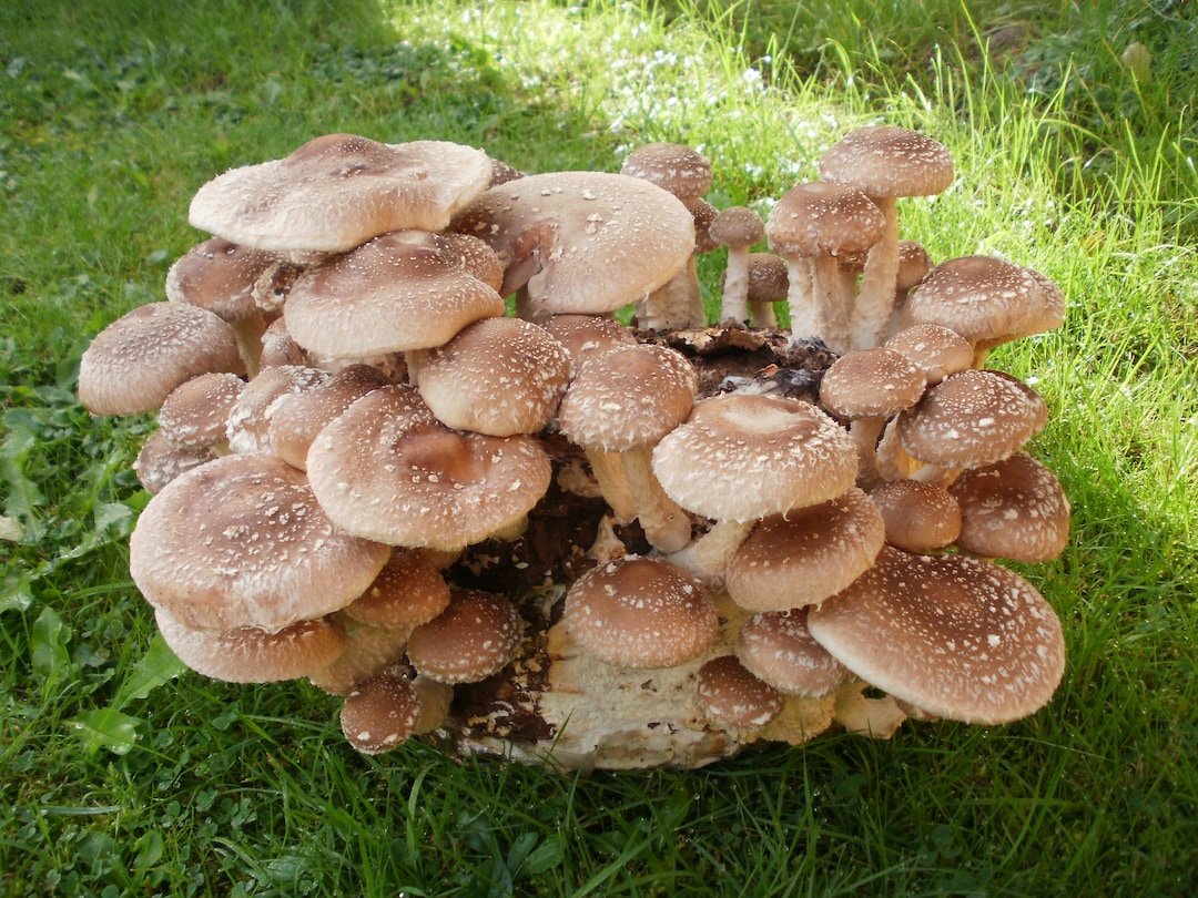 2 x 42 g. 1,5 oz/Graines SHIITAKE/mycélium sec/pour la culture sur des ...