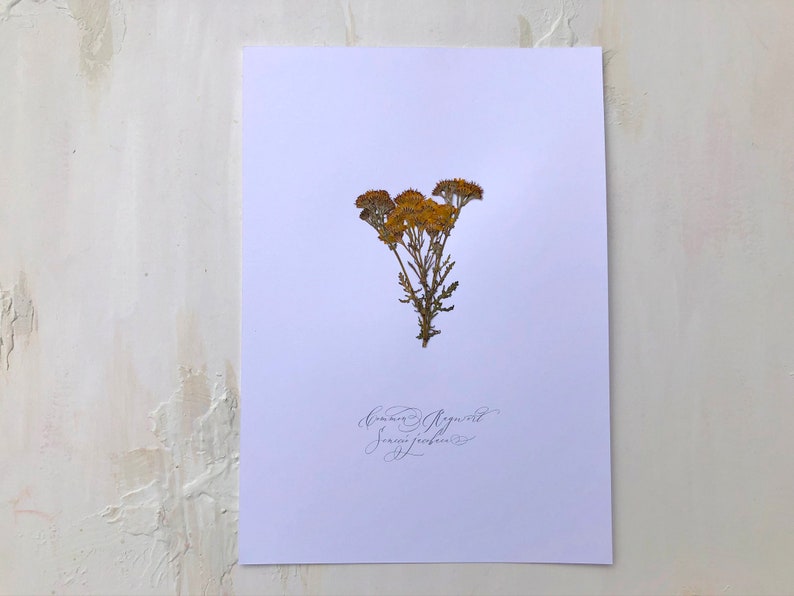 Dried Pressed Common Ragwort Flower Sign Unframed A4 - Etsy