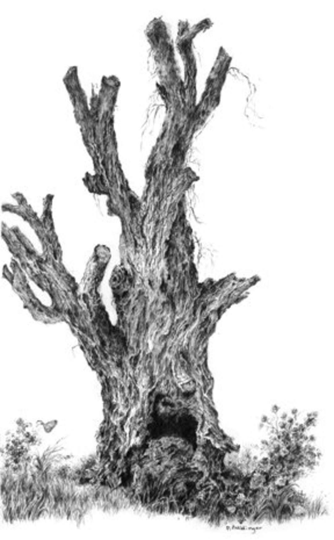 Gnarled Tree Illustration
