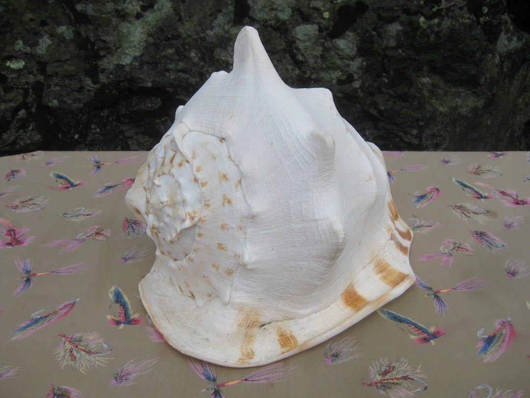 Extra Large 12 Queen Helmet Conch Shell Emperor Helmet Conch Shell ...