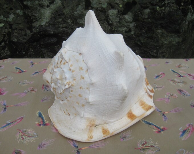 Extra Large 12" Queen Helmet Conch Shell Emperor Helmet Conch Shell ...
