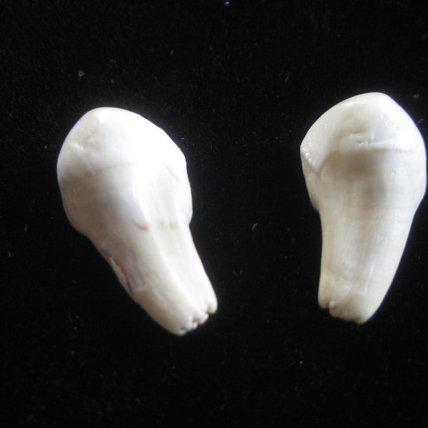 Elk Teeth - Etsy