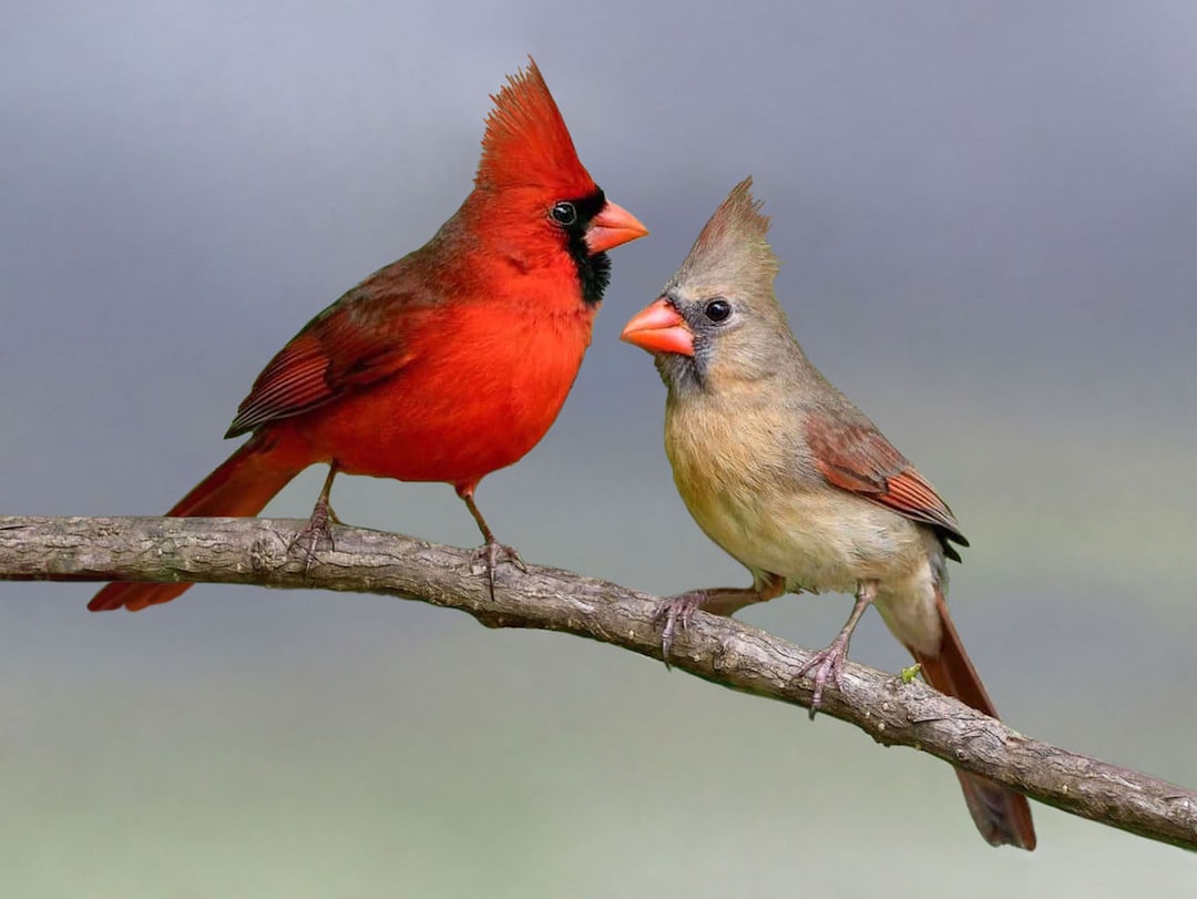 Male and Female Cardinal Pair on Branch - Etsy