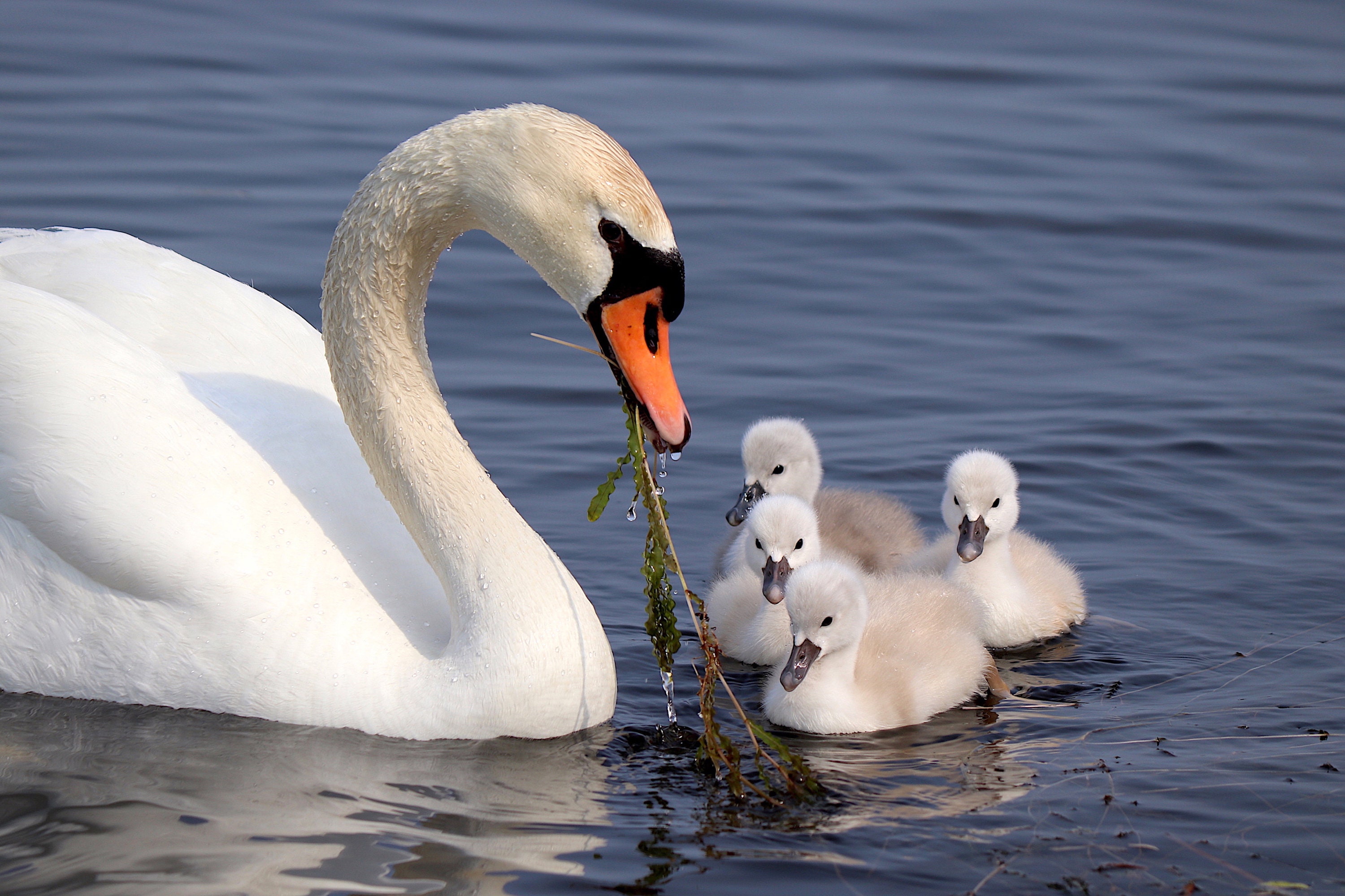 Stunning Swan and 4 Cygnets - Etsy