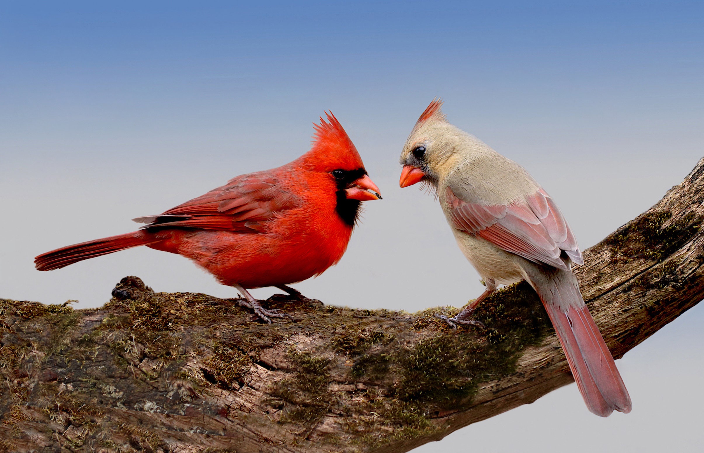 Cardinals Mating in Springtime - Male Feeding Female Cardinal - Etsy