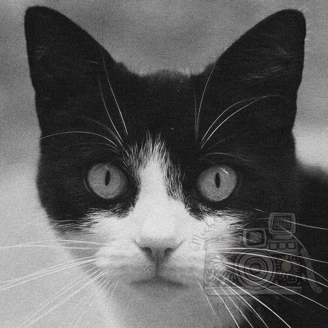 DIGITAL DOWNLOAD - Black and White Cat Photograph - Etsy